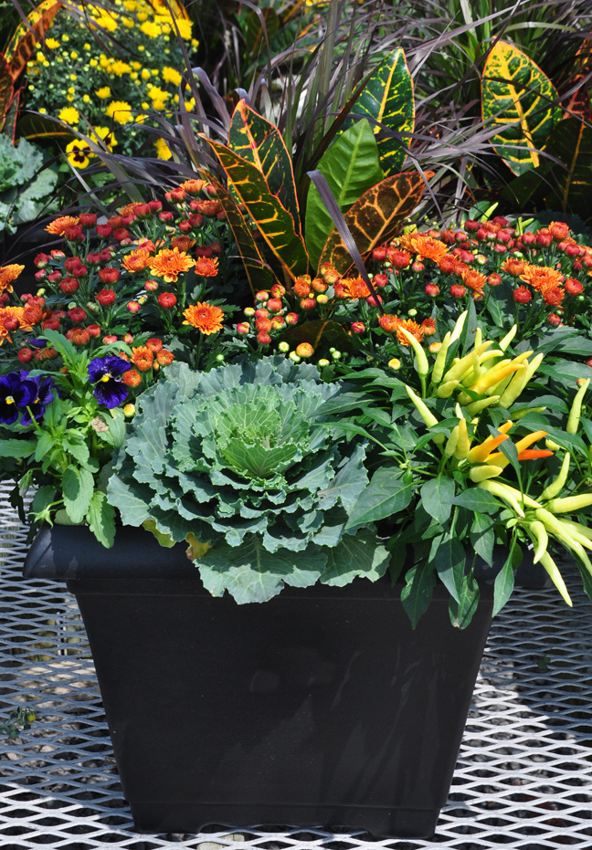 Three Dogs in a Garden: Fall Container Plantings