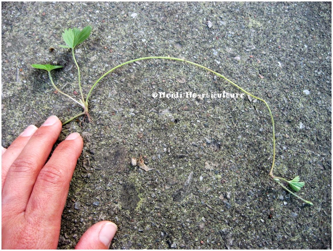 Heidi Horticulture: Fragaria (Strawberry) Stolons (Runners)