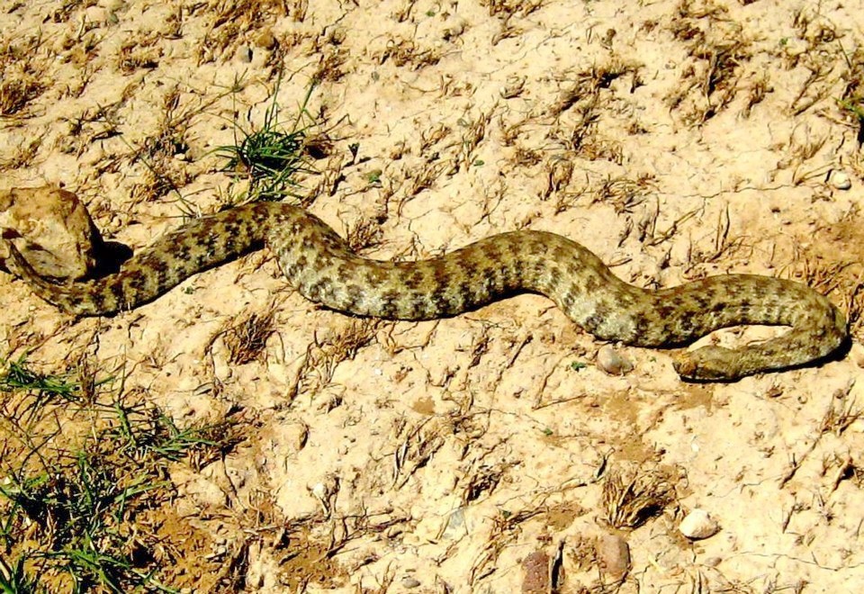 Ερπετά και αμφίβια της Κύπρου - Reptiles and amphibians of Cyprus by ...