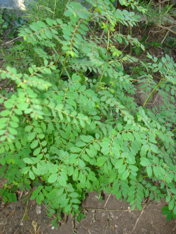 Canguçu em Cores: Quebra-Pedra - Erva-Pombinha - Phyllanthus niruri L ...