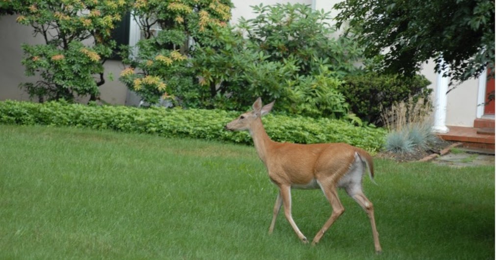 PA Environment Digest Blog: Penn State: Deer, Other Mammals Smaller ...