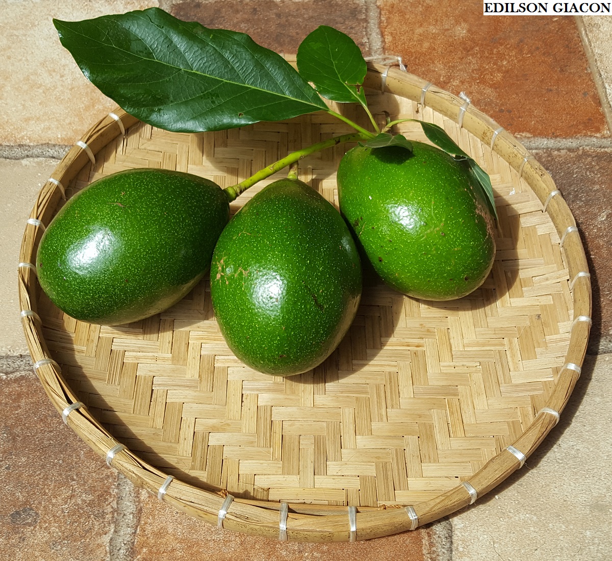 Viveiro Ciprest - Plantas Nativas e Exóticas: Abacate Geada ( Persea ...