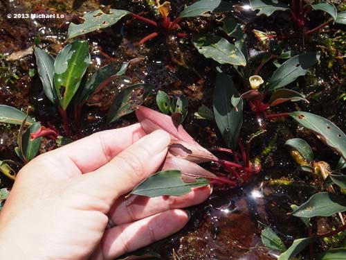 The rainforests of Borneo & Southeast Asia: Bucephalandra bogneri from ...