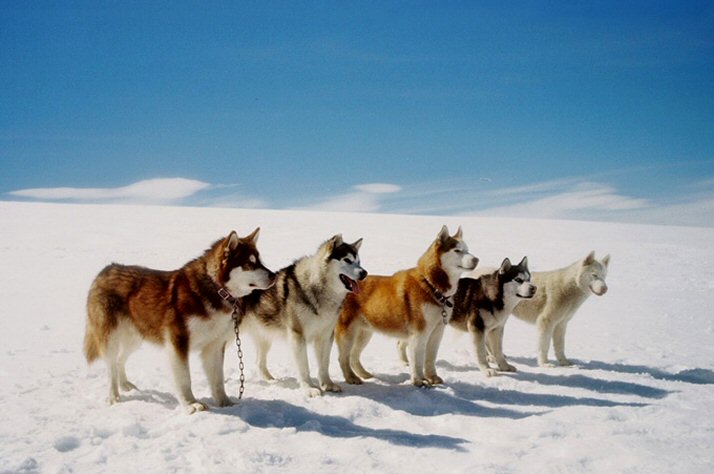 Eight Below Dewey And Truman
