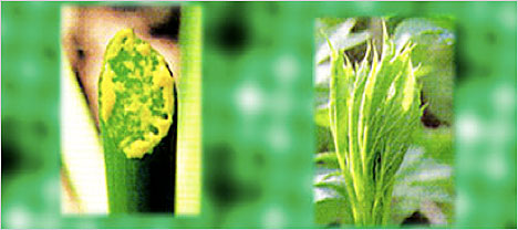 ASHITABA: WHAT IS ASHITABA?