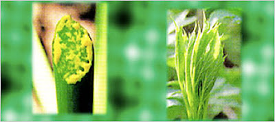 ASHITABA: WHAT IS ASHITABA?