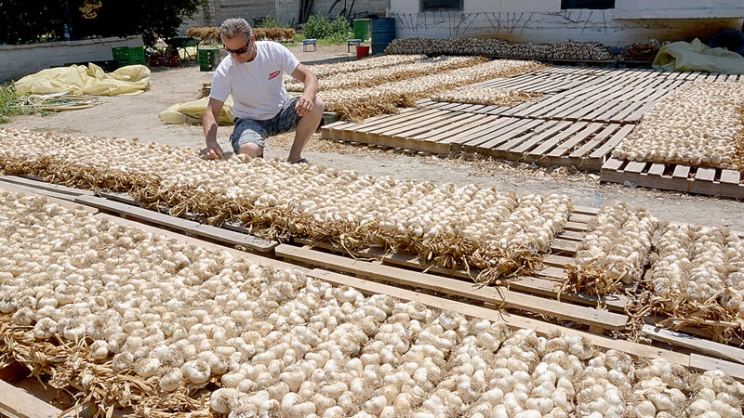 ΣΥΝΔΙΚΑΤΟ ΜΙΚΡΟΠΩΛΗΤΩΝ ΕΛΛΑΔΑΣ: Το σκόρδο ένωσε ένα ολόκληρο χωριό