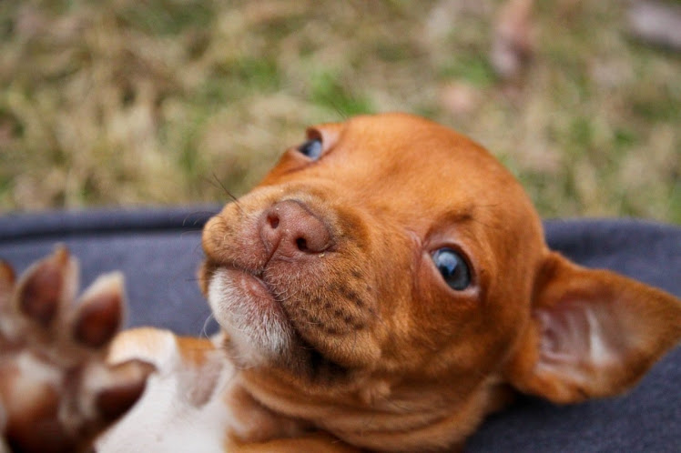 Adopt Me the Pocket Pittie: Counting The Hours Until My Fosters Come