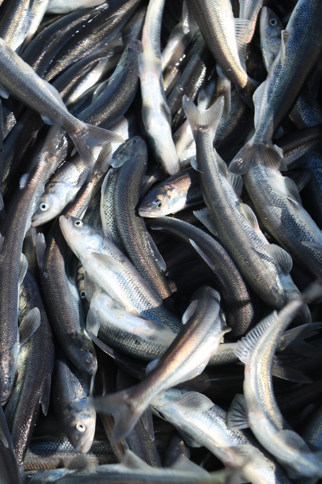 Notes from a Temperate Jungle: Hooligan, ooligan, eulachon ...