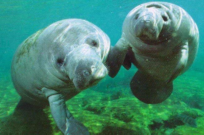 Sciencuriosities: 5 animales que no imaginarías encontrar en el río ...