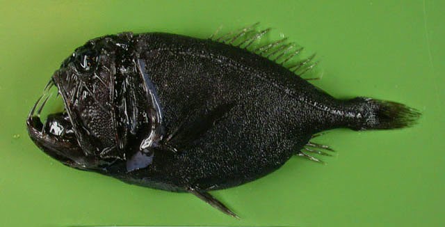 Artes de Pesca: EL PEZ COLMILLO LARGO