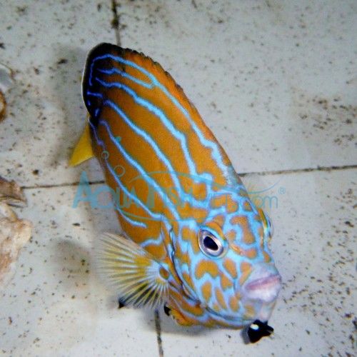 Marine Fish (AquaFishViet.com): Blueline Angelfish