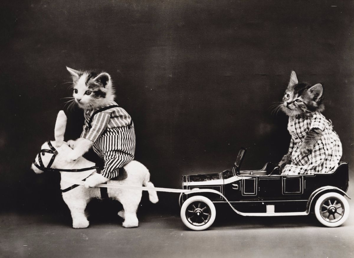 Vintage LOLcats: Adorable Old-Timey Photos of Cats Dressed As People ...