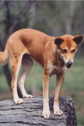 Dingo Lady: SHEILA – Berenice’s Constant Companion