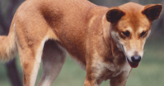 Dingo Lady: SHEILA – Berenice’s Constant Companion