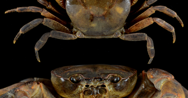 Species New to Science: [Crustacea • 2017] Sundathelphusa miguelito • A New Species of ...