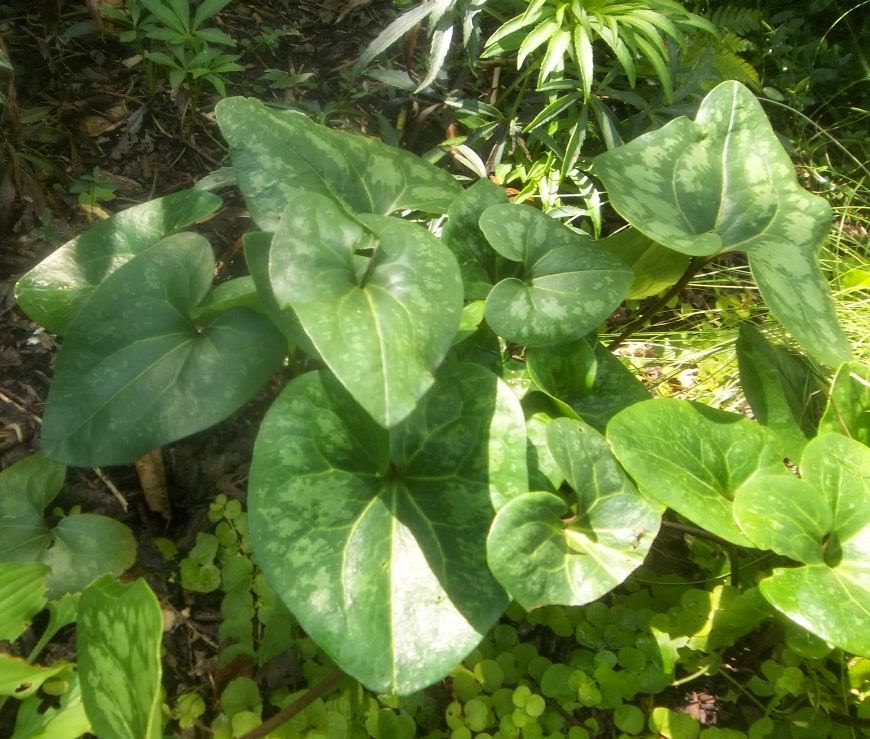 Future Plants by Randy Stewart: Asarum - Wild Gingers
