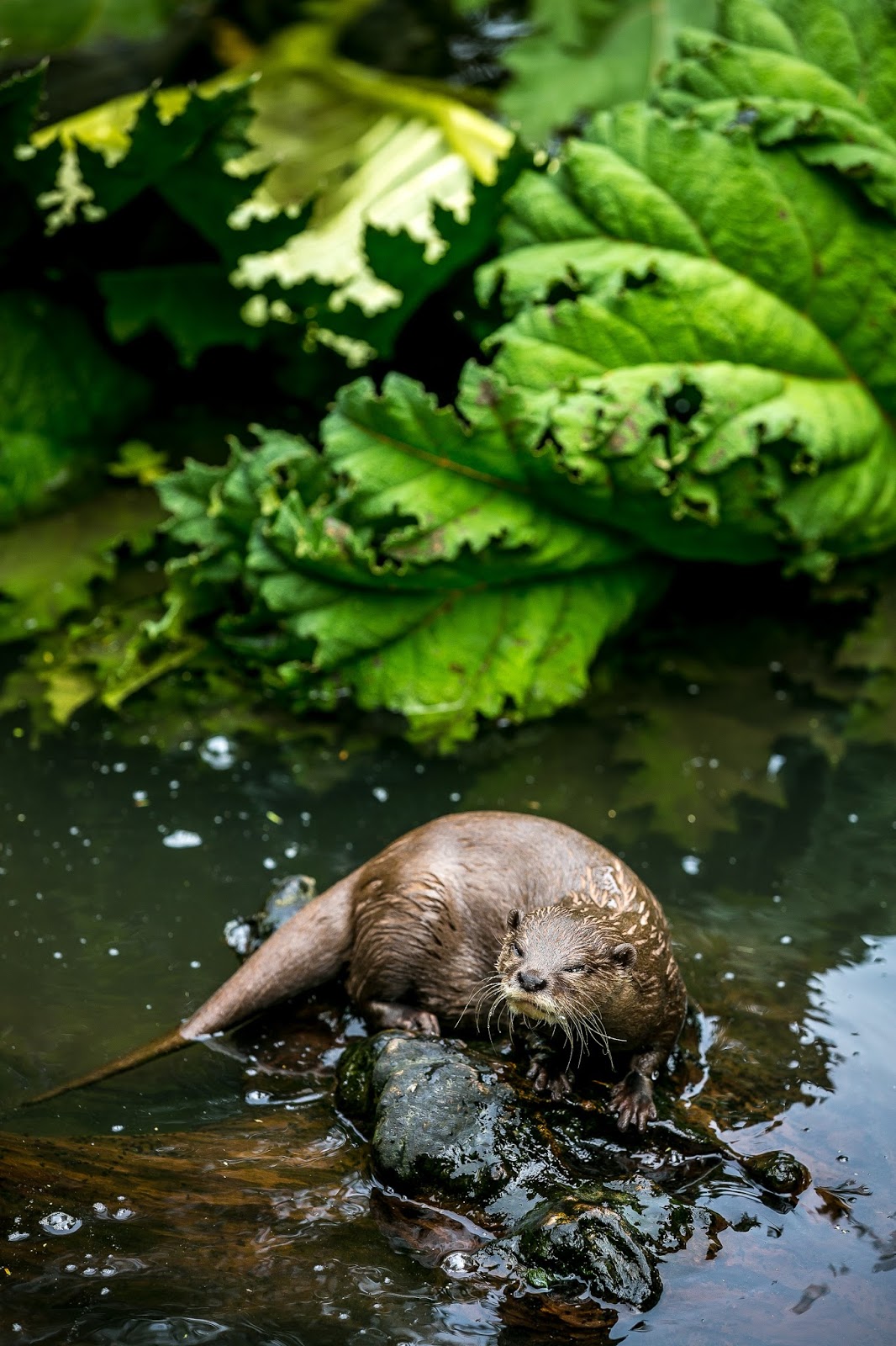 The heritage year: Durrell - Jersey Zoo