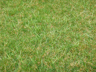 Michigan State University: Quackgrass now Appearing in Turf