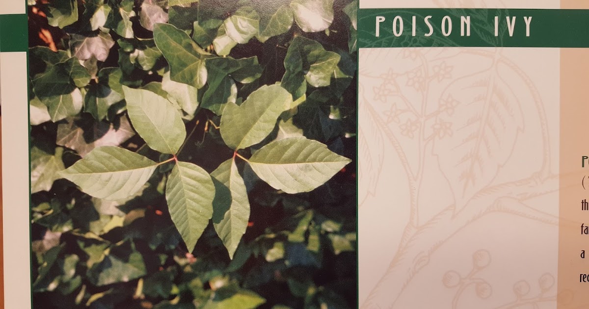 Word 2 the Wise: LEAVES OF THREE, LET IT BE!!