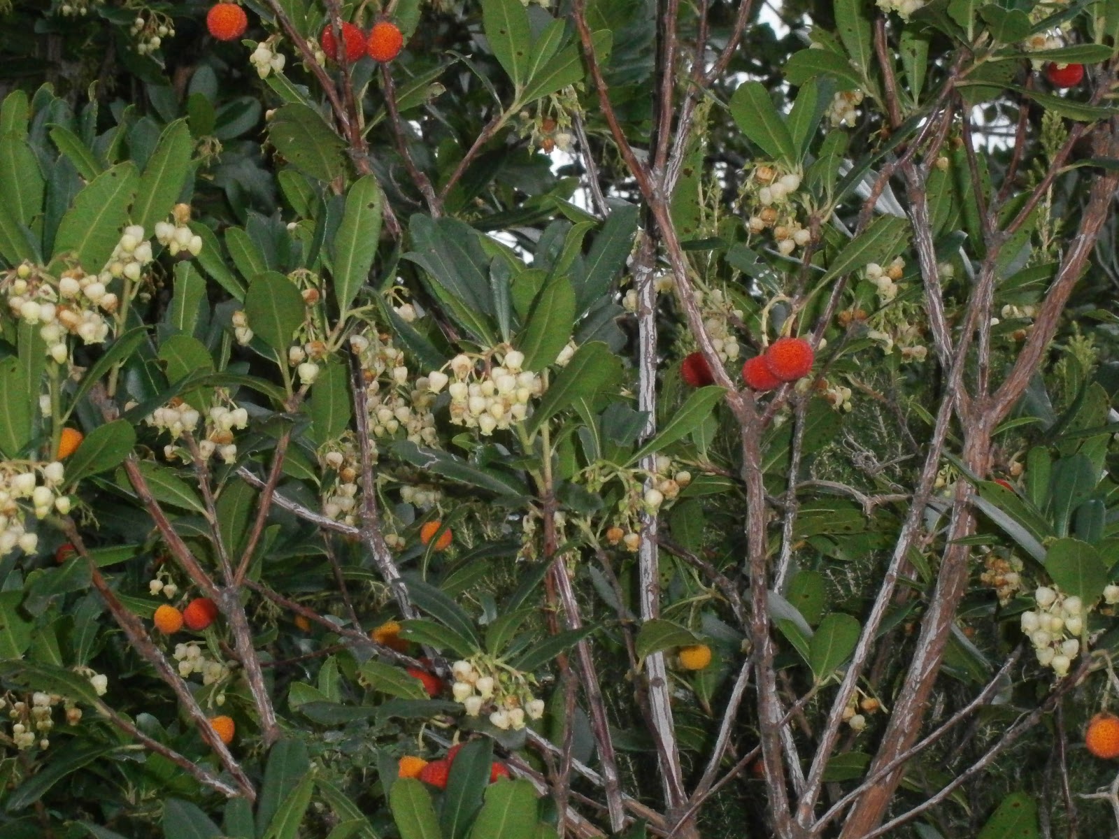 Planika , maginja / Arbutus unedo / Strawberry tree