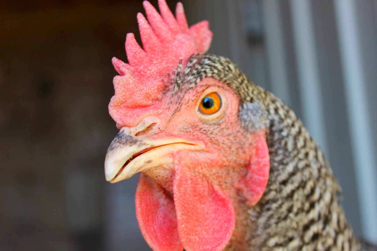 Cluck Wild Homestead: Fear the Chicken