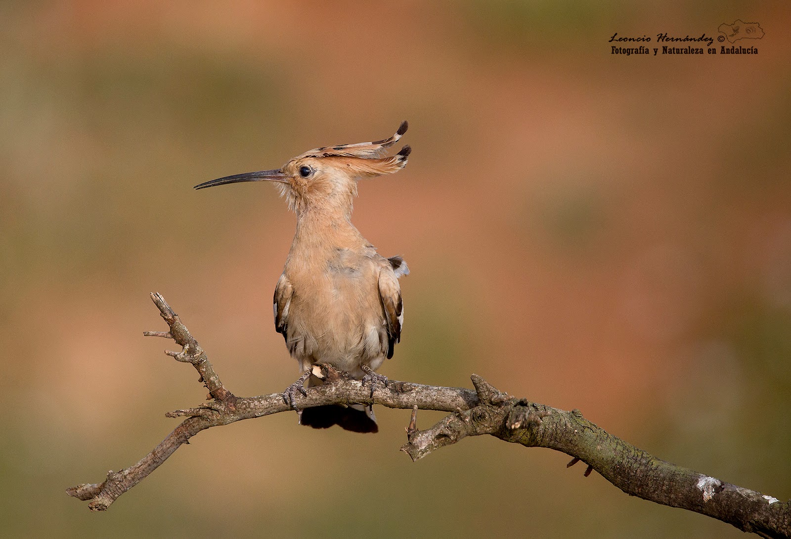 FOTOGRAFÍA Y NATURALEZA EN ANDALUCÍA: AVES-ABUBILLA (Upupa epops)