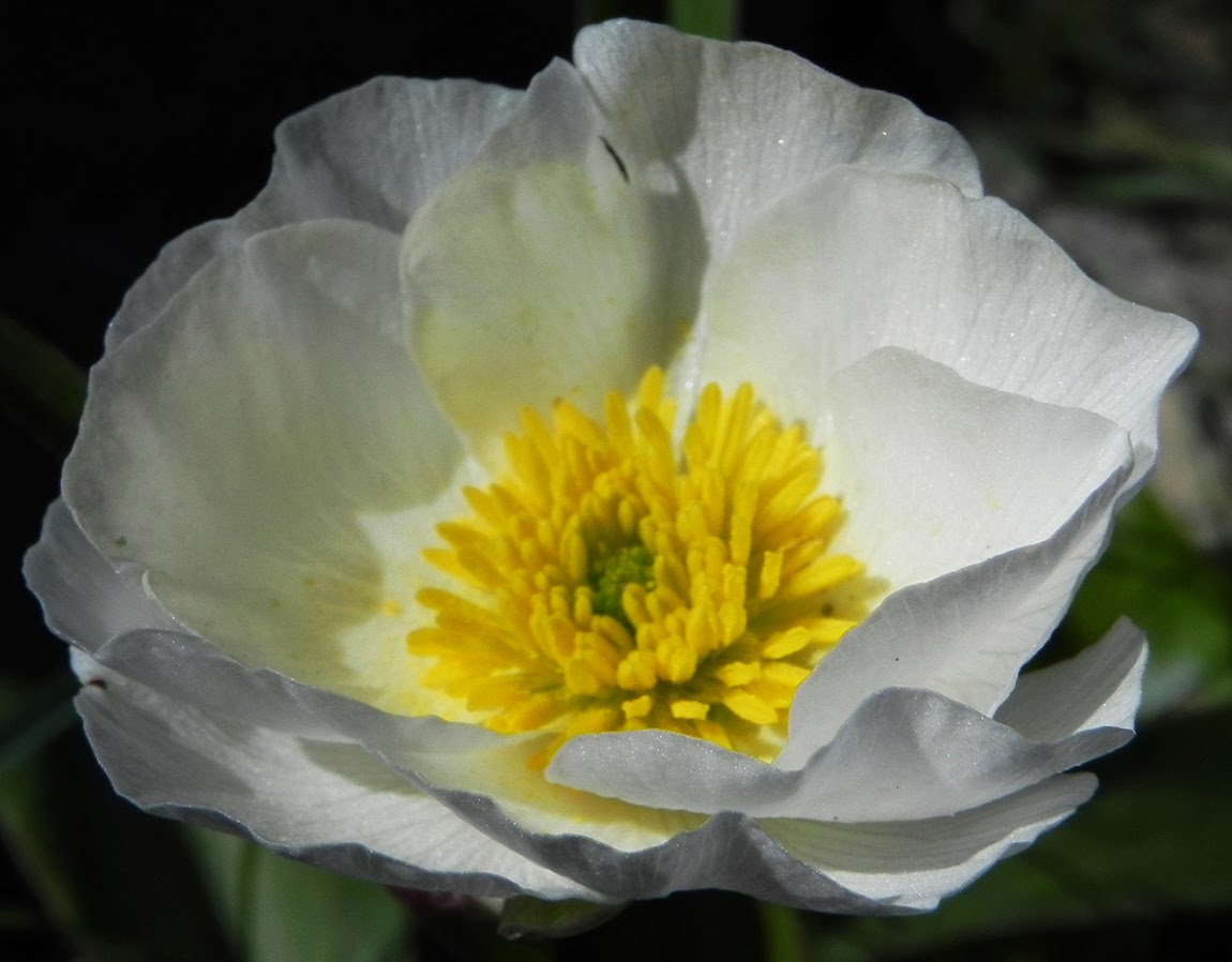 FLORA DE PIRINEOS: Ranunculus amplexicaulis L (Puerto del Portalet ...