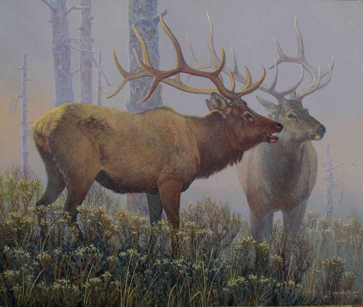 The Show and Tell Nature Blog: Painted Cervidae