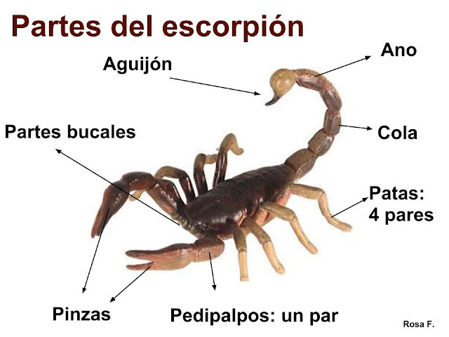 La Chachipedia: Los escorpiones o alacranes