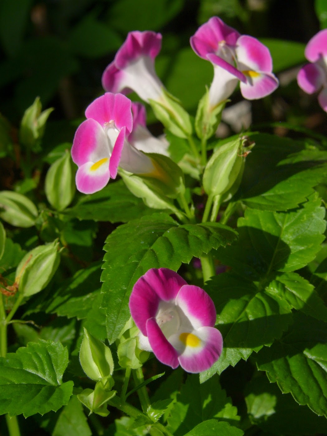 Garden Plants Tobago