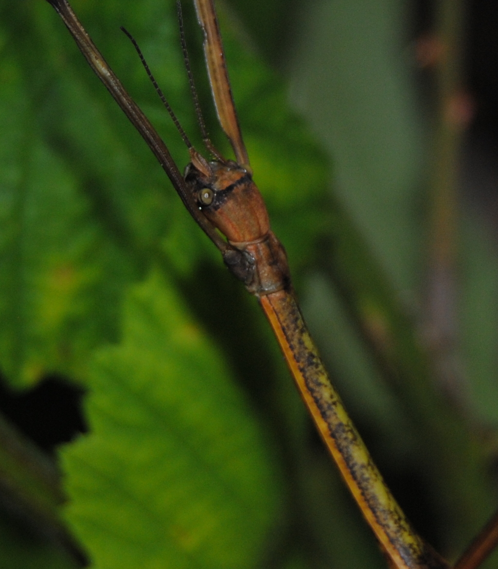 CLONOPSIS: Ramulus sp. 'Tam Dao'