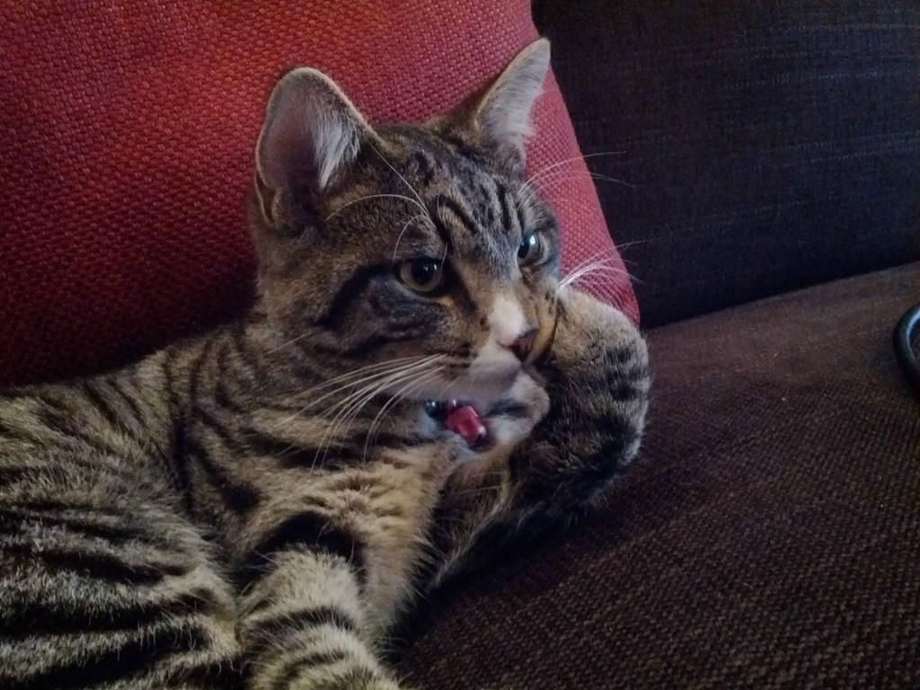 Amazing Creatures: Funny cats - part 8 (60 pics)