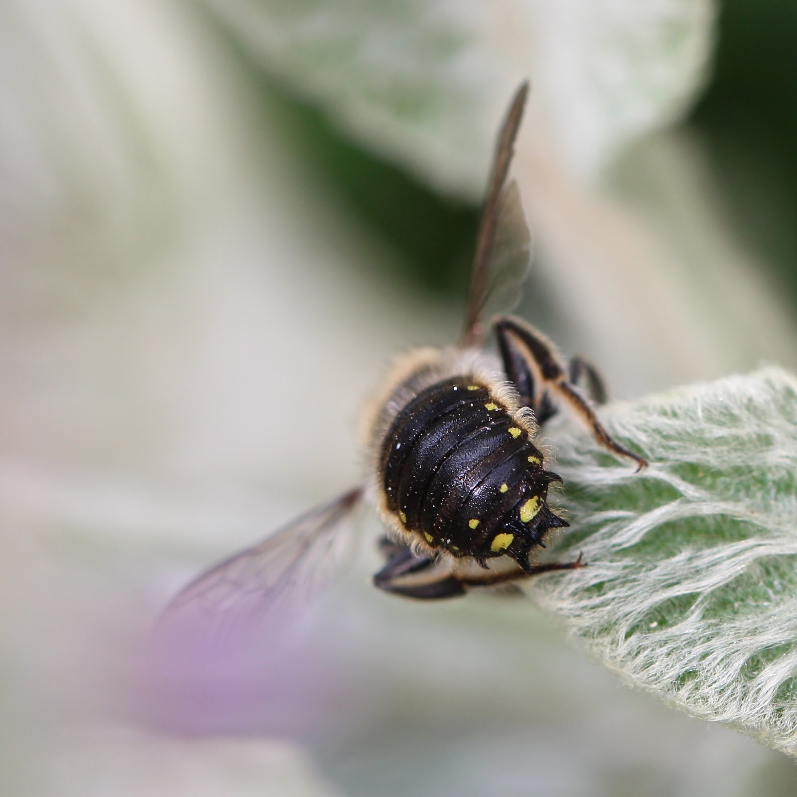 TrogTrogBlog: Bee of the week - Wool-carder bee