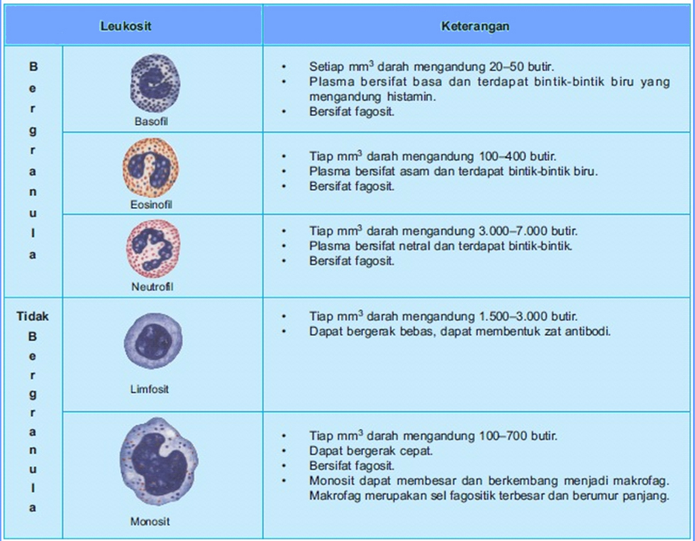 Penjabaran Lengkap Sistem Peredaran Darah Manusia - MARKIJAR.Com