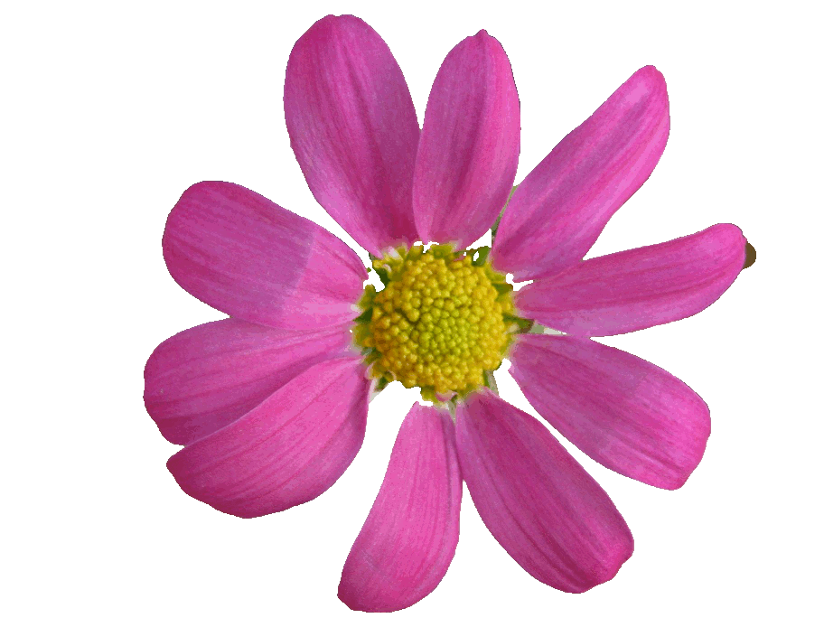 FLOR ANIMADO - Imagui