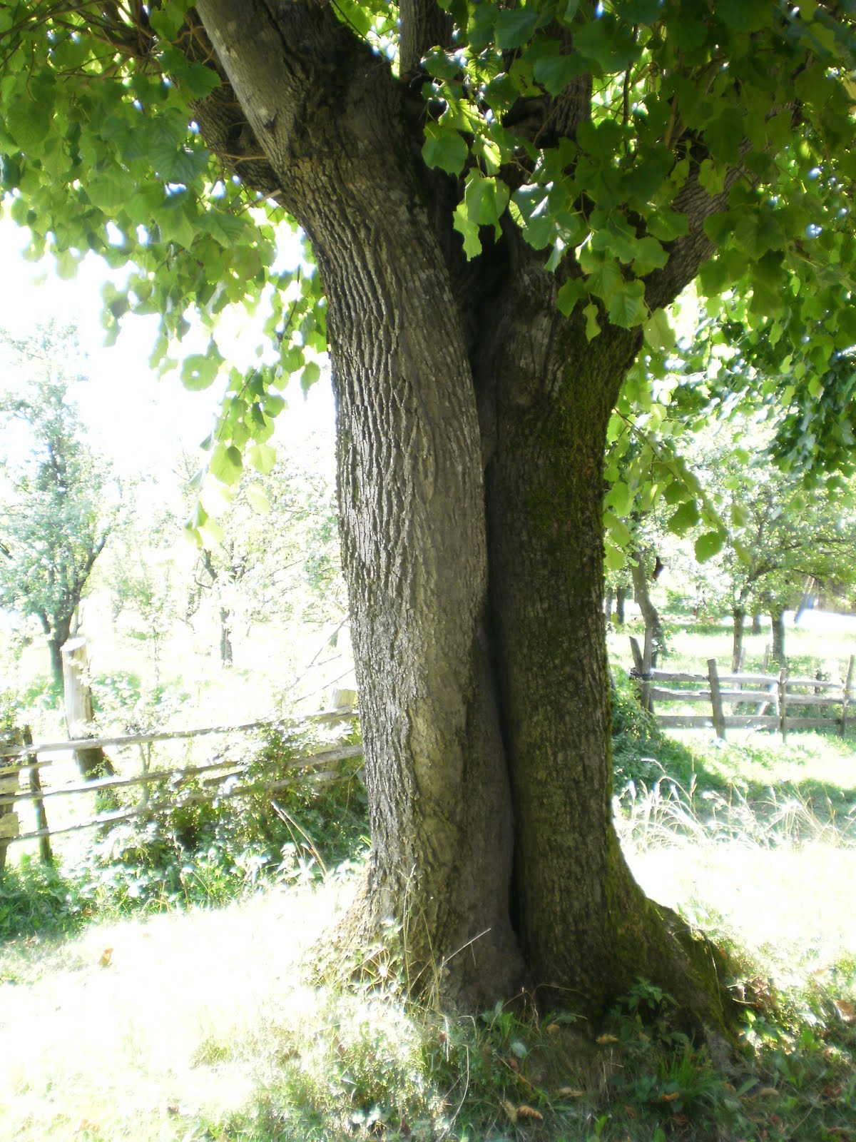GLEDIŠTA VUJCA ŠTEFINE: MODRUŠKA GRADINA ILI TRŽAN GRAD