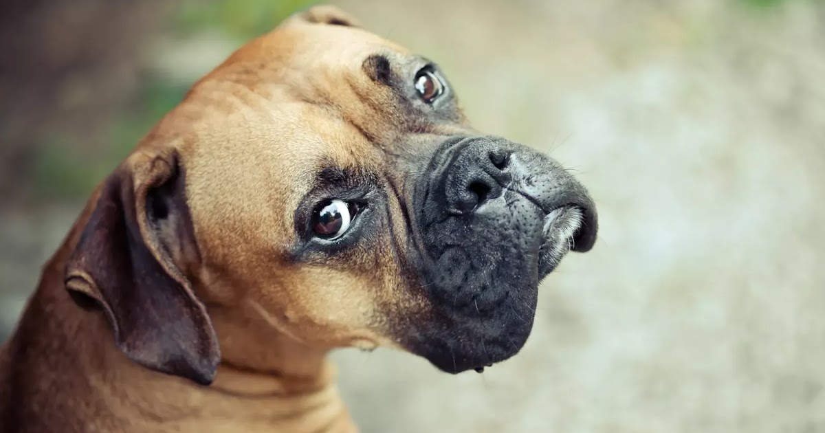 The 10 Best Dog Breeds for First Time Owners