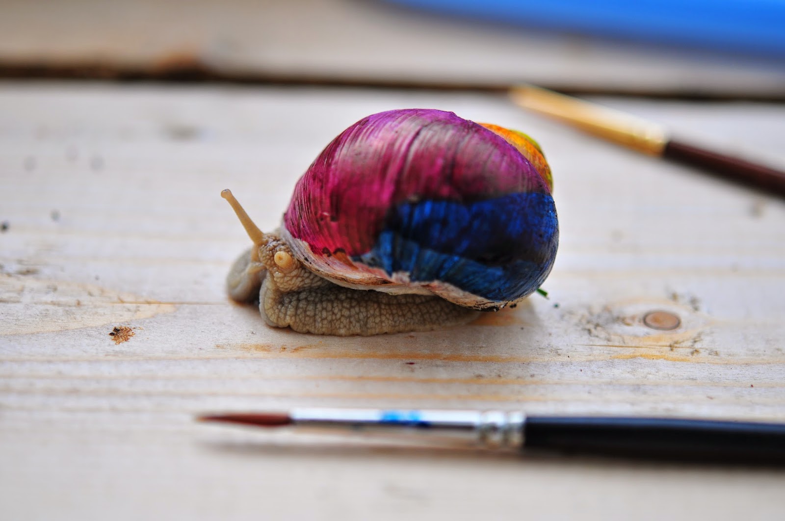 moments of perfect clarity: paint snails while the sun shines