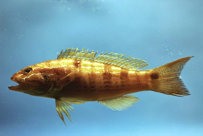 Artes de Pesca: LOS SERRANIDAE