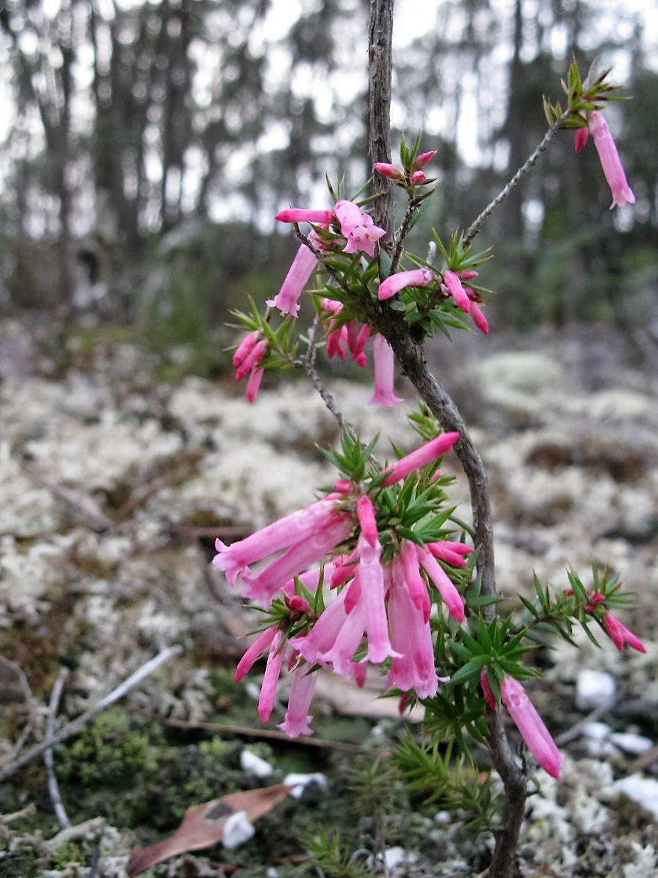 Vireya's Blog: Pink Heath