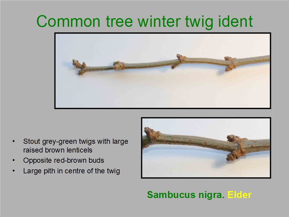 Woodland Management: A Guide: 2018