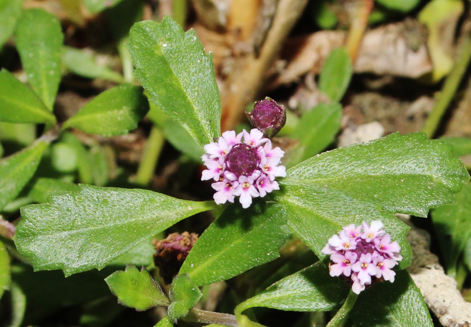 Biodiversity of Cyprus by NGO Protection of the Natural Heritage and ...