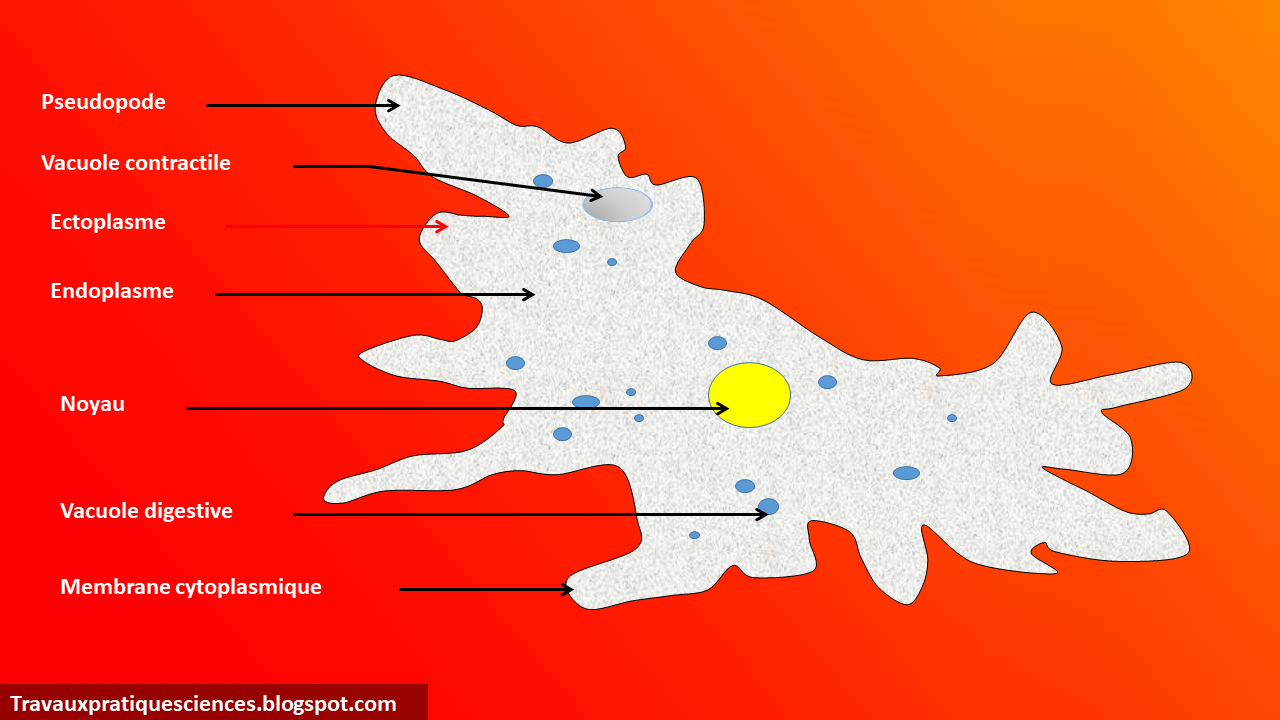 AMIBE: COMMENT OBSERVER SOUS LE MICROSCOPE?