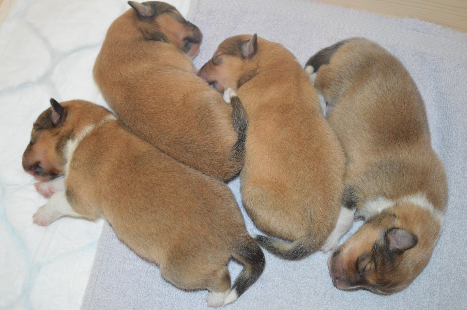 Kiitäjän sheltit: Namin & Remun pennut 3vrk