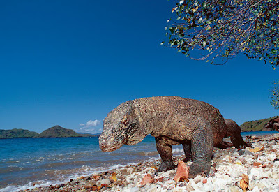 3 Wisata Menakjubkan Di Pulau Komodo - Redaksindonesia