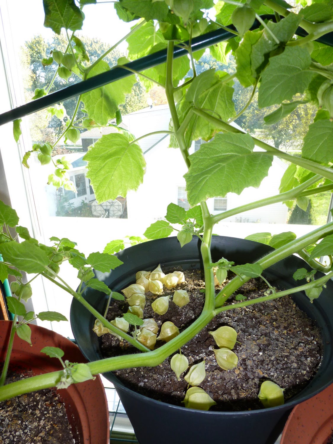 Anita's Health Blog: Cossack Pineapple Ground Cherry tomatoes