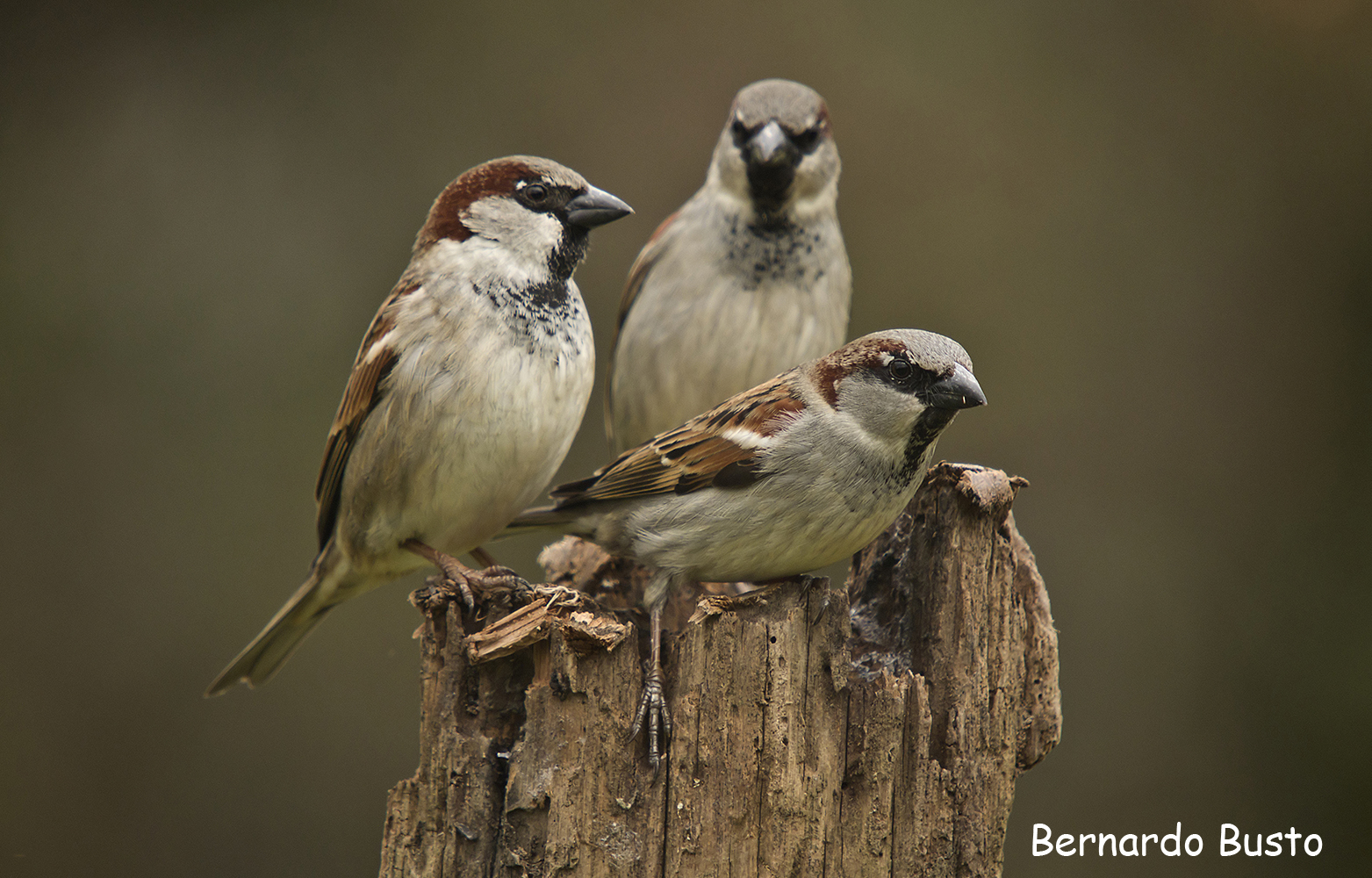 RÍA DE LA VILLA: Tres machos