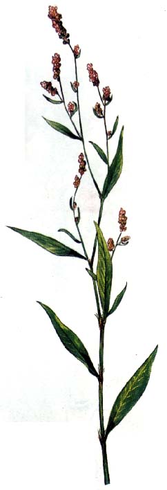 Pentru o viata naturala: Plante medicinale I-J