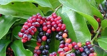 Halamang Gamot - Bignay - KeyzoneBlog